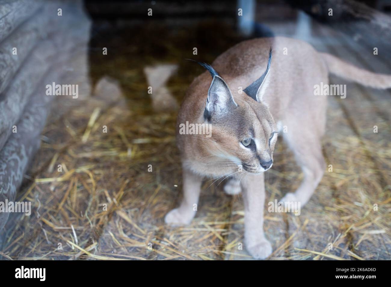 A big wild cat Caracal in captivity in a zoo behind bars. Front view ...