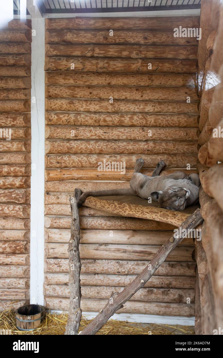 Big cat preservation hi-res stock photography and images - Alamy