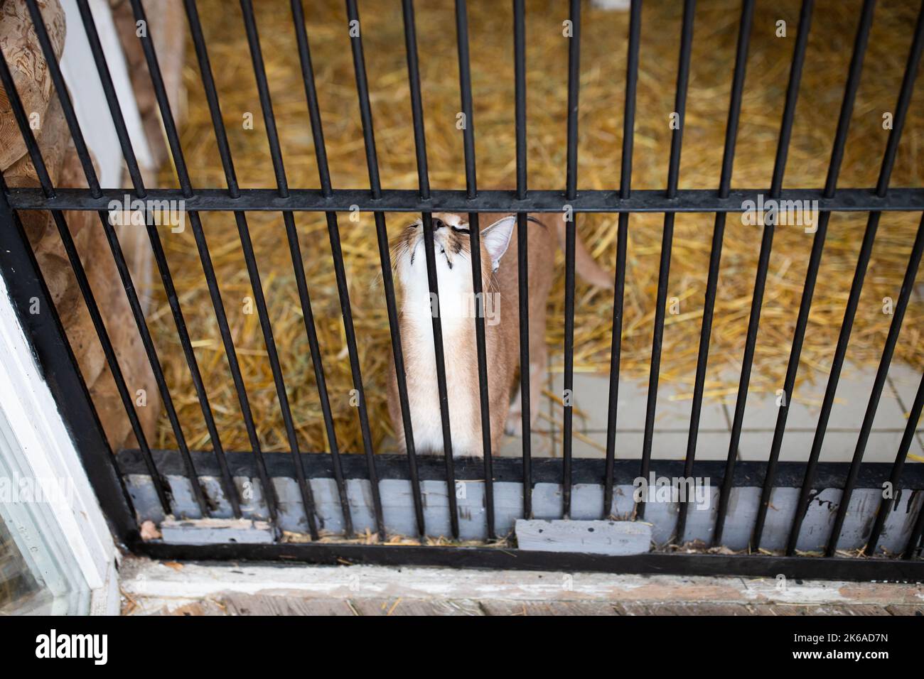 A big wild cat Caracal in captivity in a zoo behind bars. Front view ...