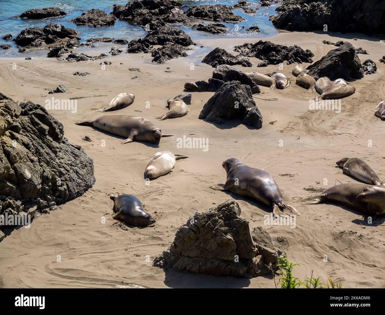 Pacific Ocean elephant seals come ashore to molt and give birth at ...