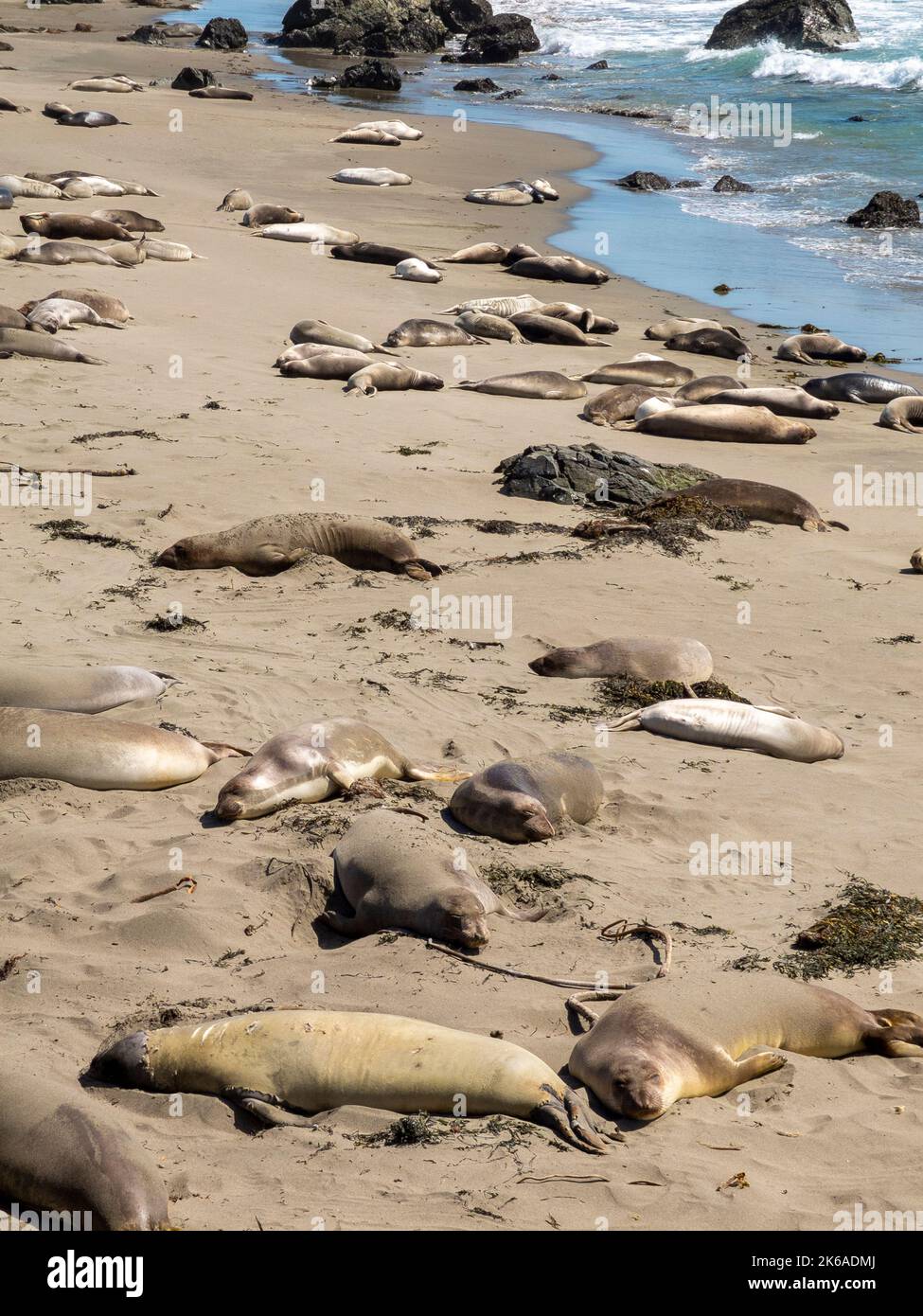Pacific Ocean elephant seals come ashore to molt and give birth at ...