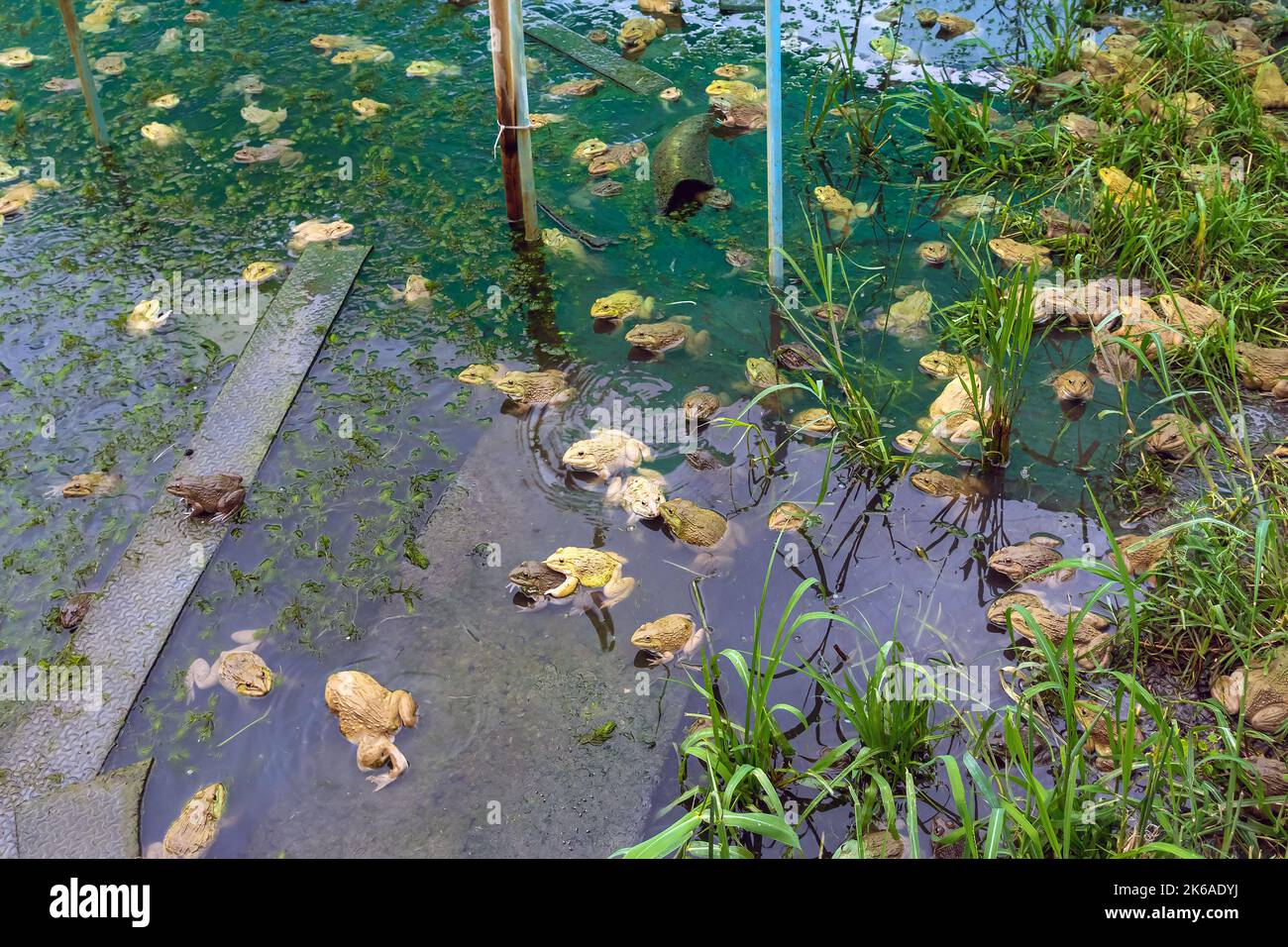 Raised ponds garden hi-res stock photography and images - Alamy