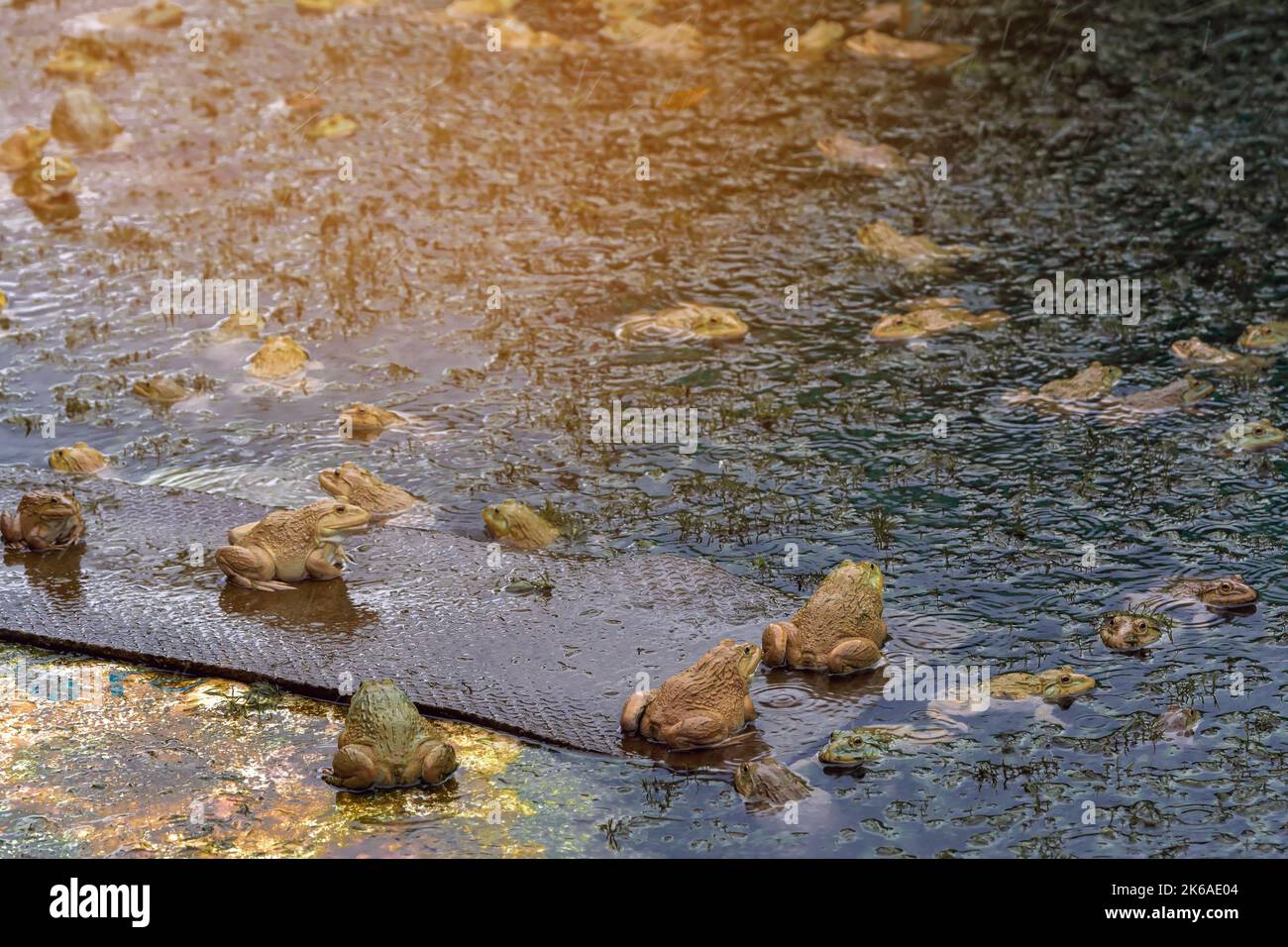 Frogs farm for agriculture at house. Cultivation of frogs with water ...
