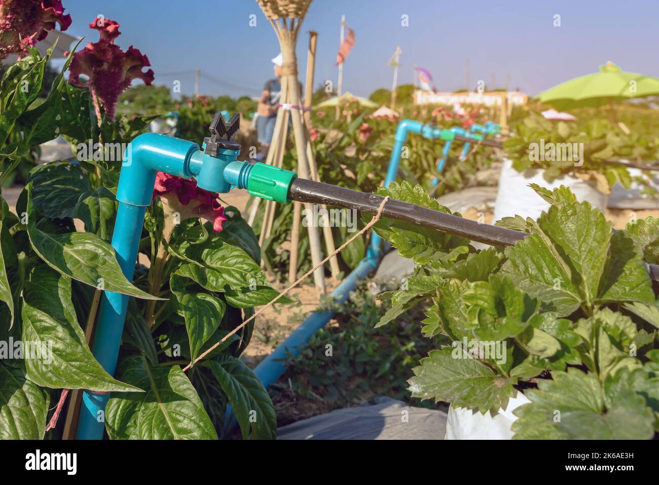 Valves drip irrigation system in organic strawberry farm. Watering ...