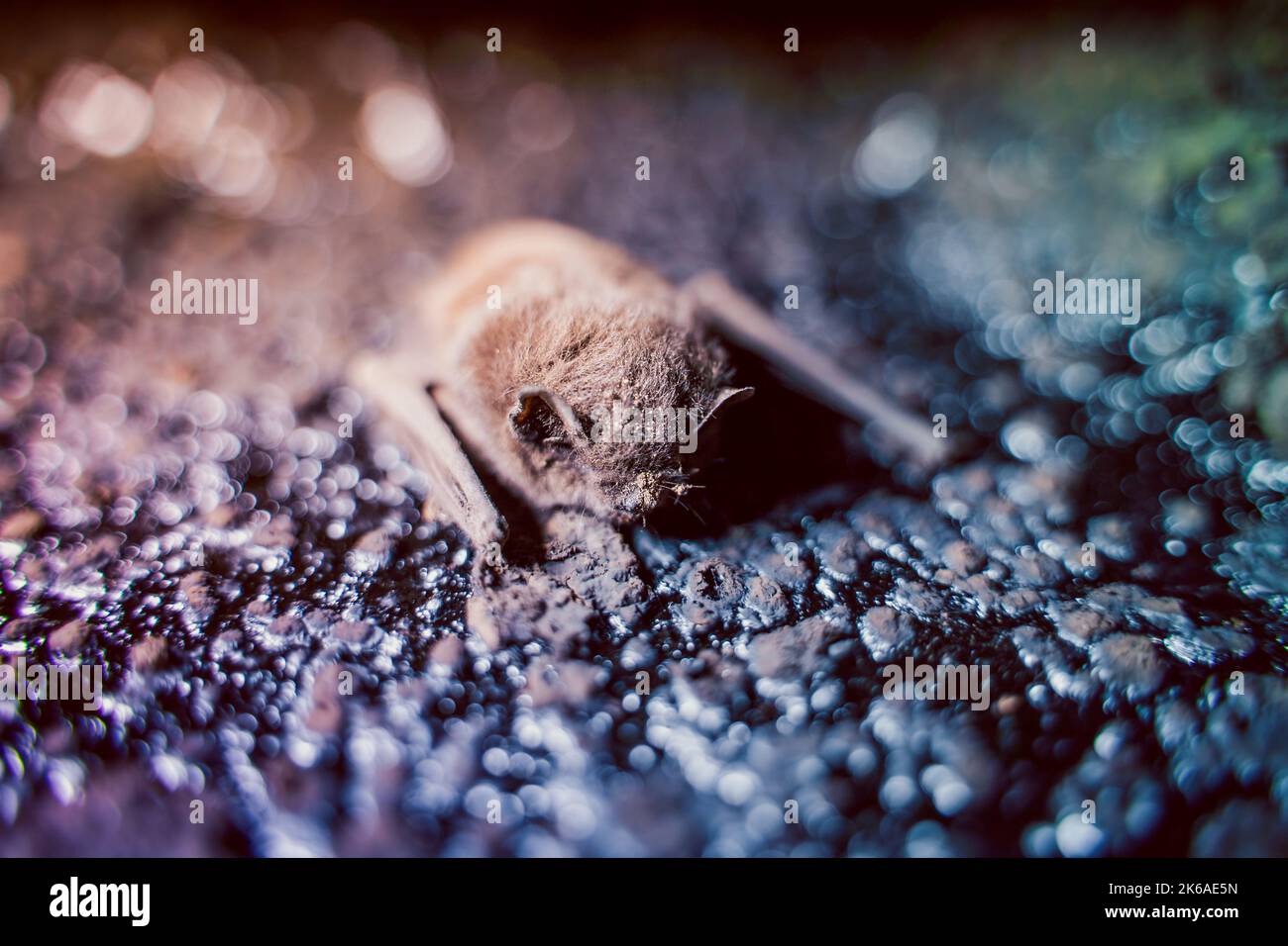 A small bat flew into solid fuel boiler through a chimney in autumn.The ...