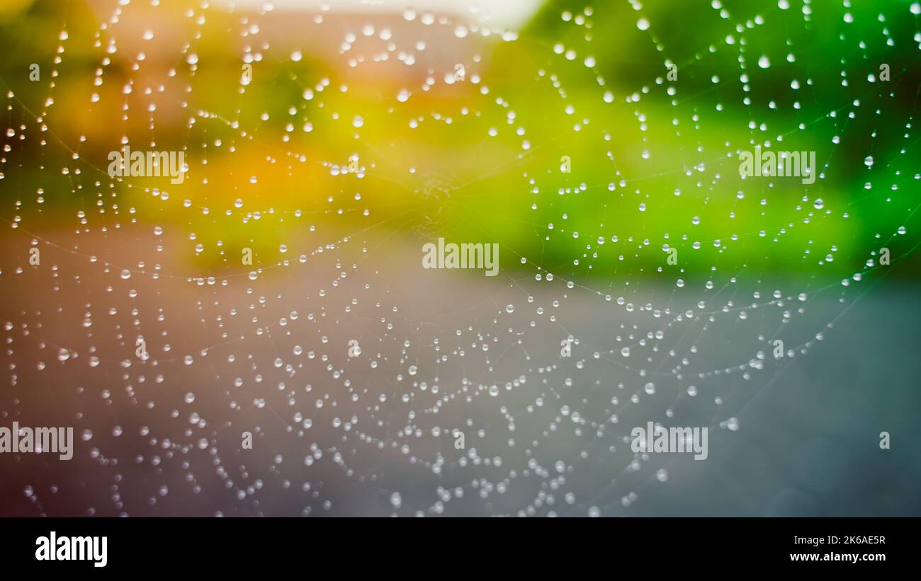 Raindrops on a cobweb close-up on a blurred background. Beautiful ...