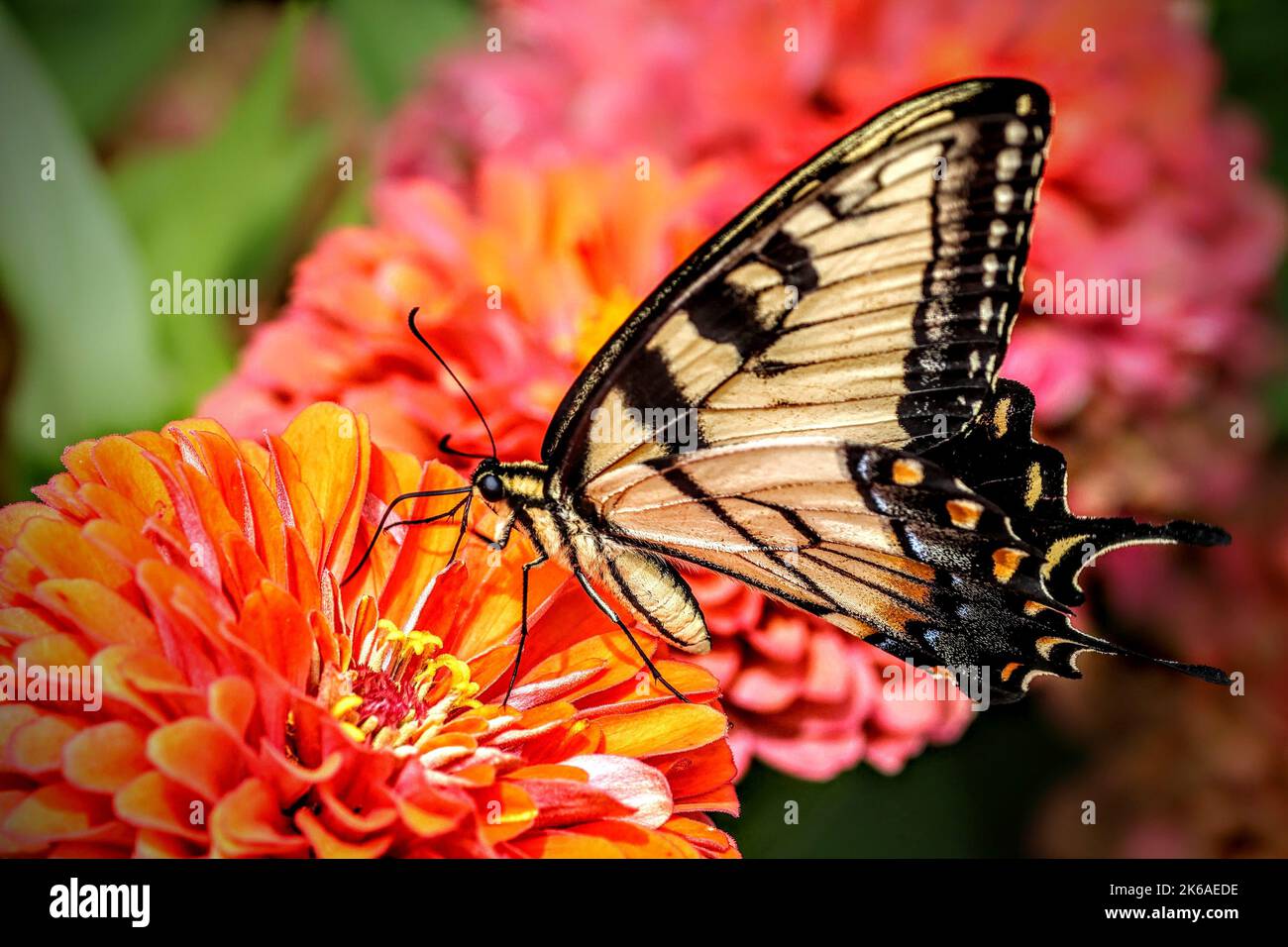 Two tailed swallowtail papilio multicaudata butterfly hi-res stock ...