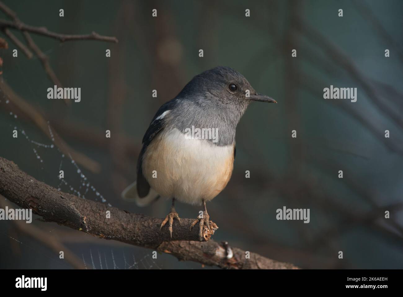 Magpie, Keoladeo National Park, India Stock Photo - Alamy