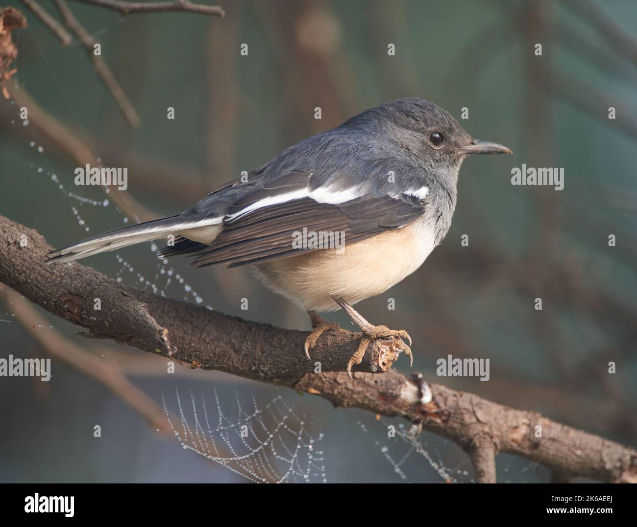 Magpie, Keoladeo National Park, India Stock Photo - Alamy