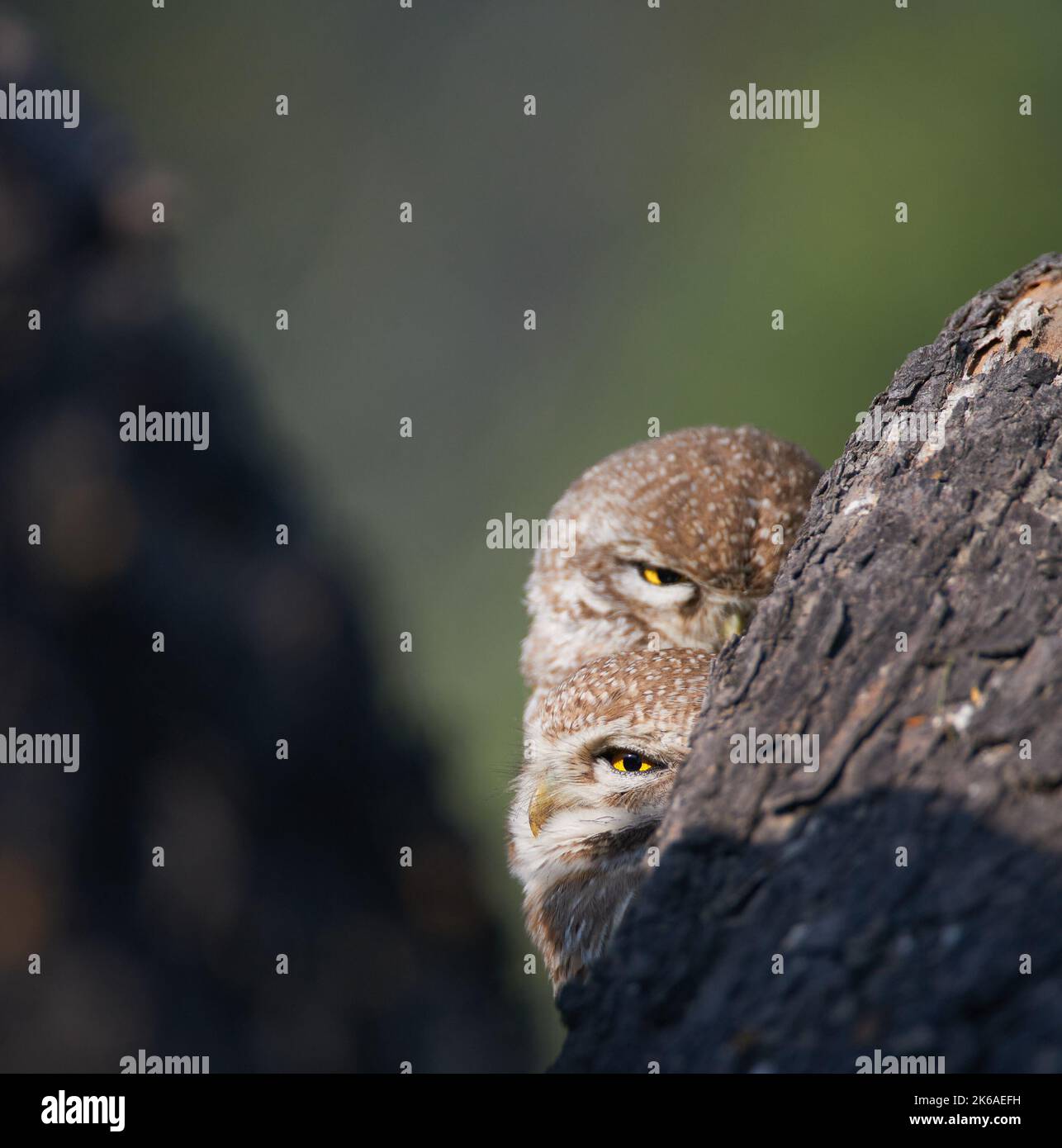 Spotted Owlett, Keoladeo National Park, India Stock Photo - Alamy