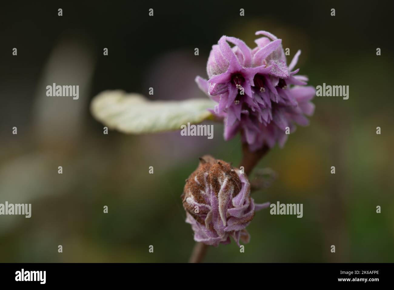 coast velvet bush Stock Photo - Alamy