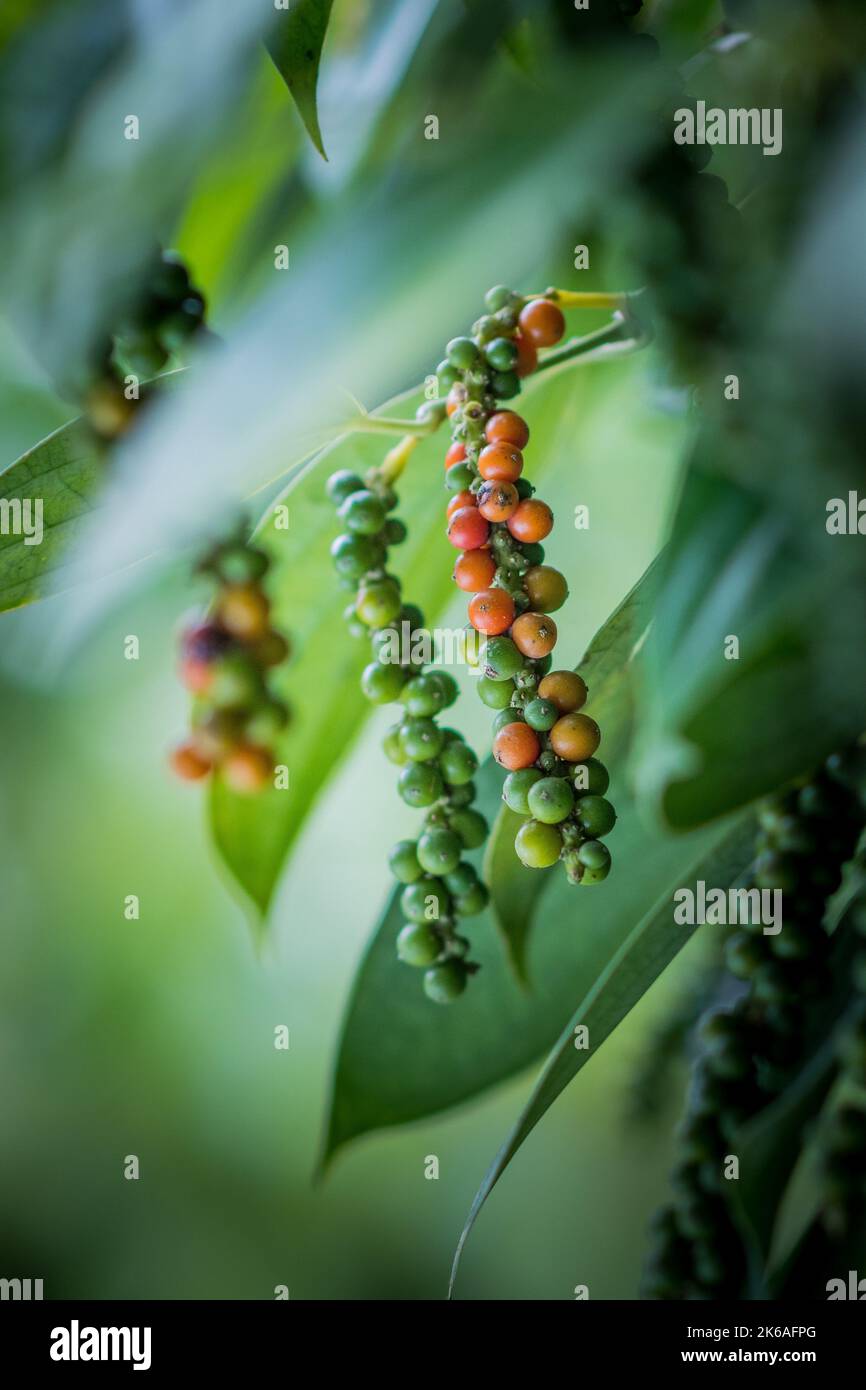 Pepper trade route hi-res stock photography and images - Alamy