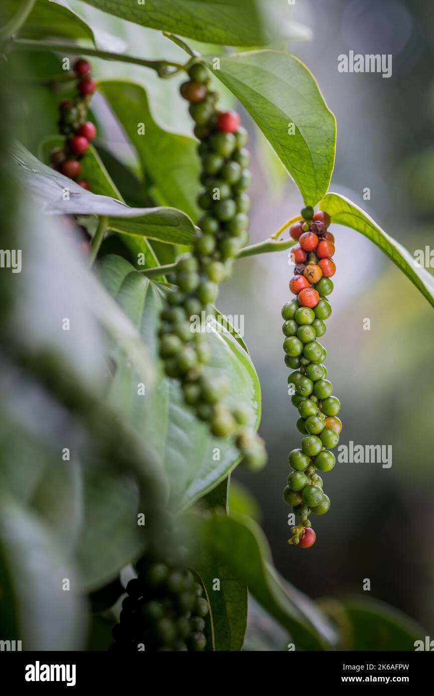 Colorful white Pepper on pepper tree in Indonesia Stock Photo - Alamy