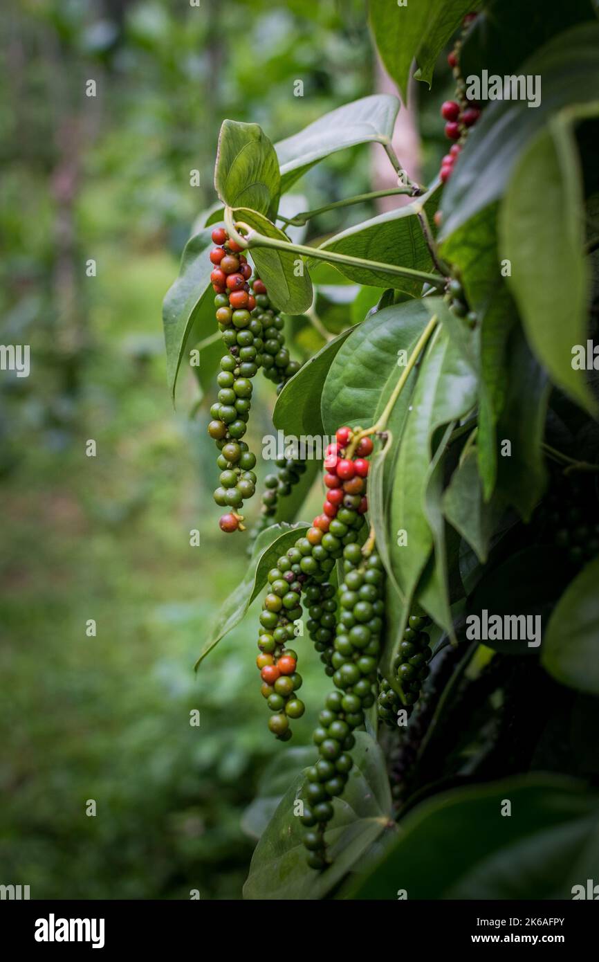 Colorful white Pepper on pepper tree in Indonesia Stock Photo - Alamy
