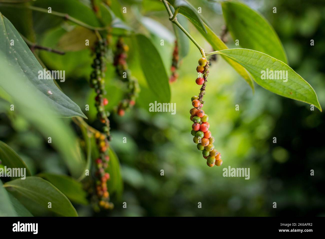 Colorful white Pepper on pepper tree in Indonesia Stock Photo - Alamy