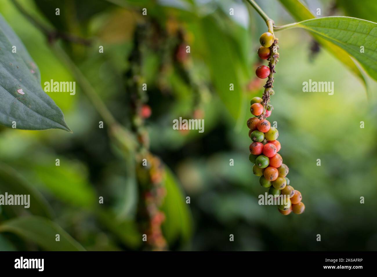 Colorful white Pepper on pepper tree in Indonesia Stock Photo - Alamy