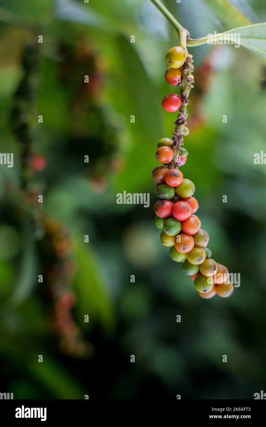 Pepper trade route hi-res stock photography and images - Alamy