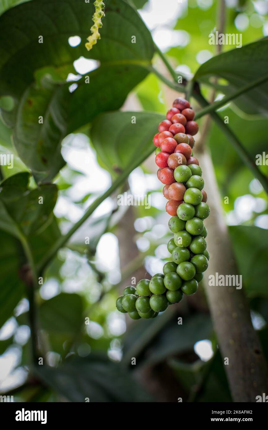 Pepper trade route hi-res stock photography and images - Alamy