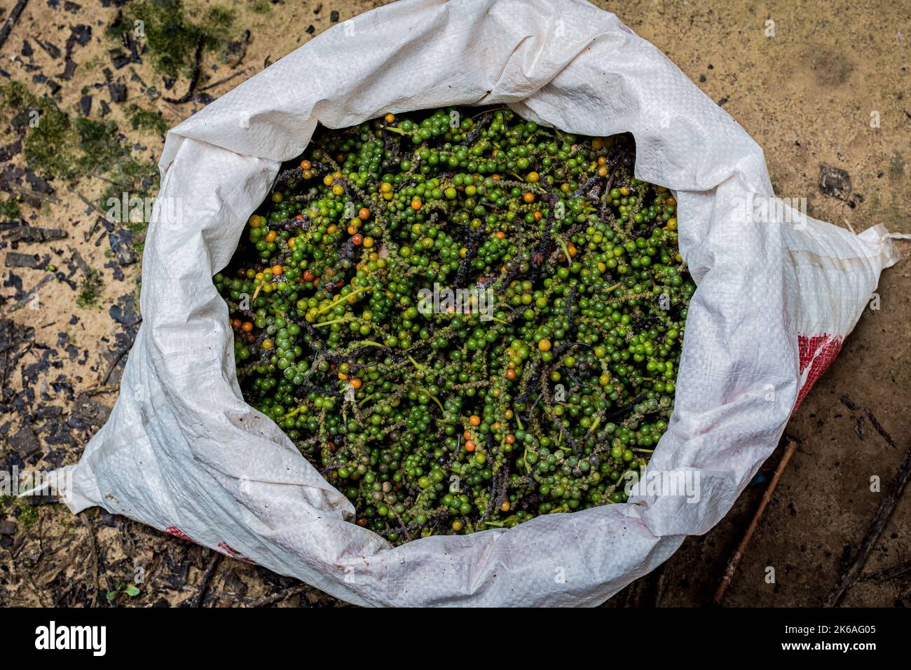 Bag of white pepper freshly harvested in Indonesia Stock Photo - Alamy