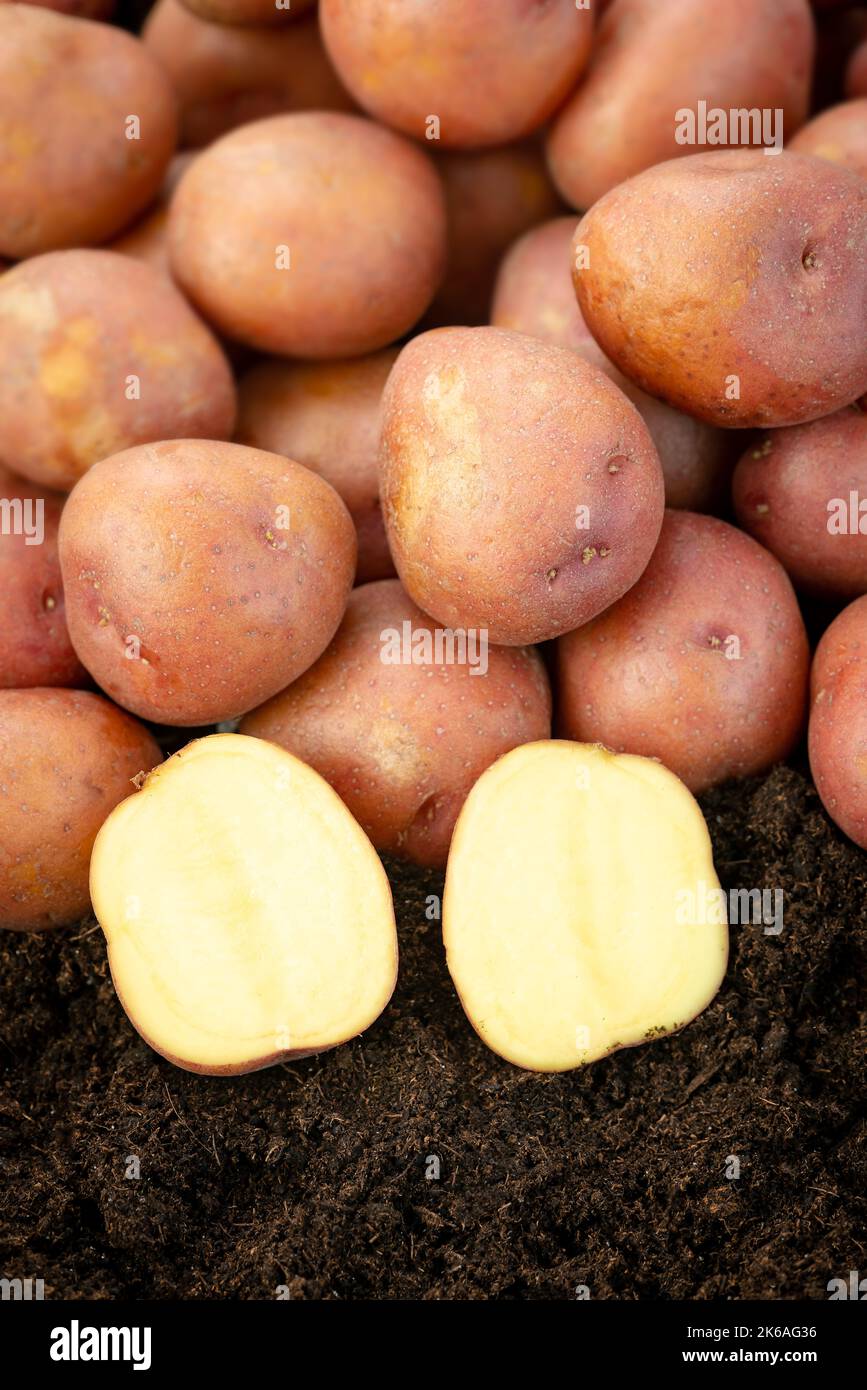 Red potatoes hi-res stock photography and images - Alamy