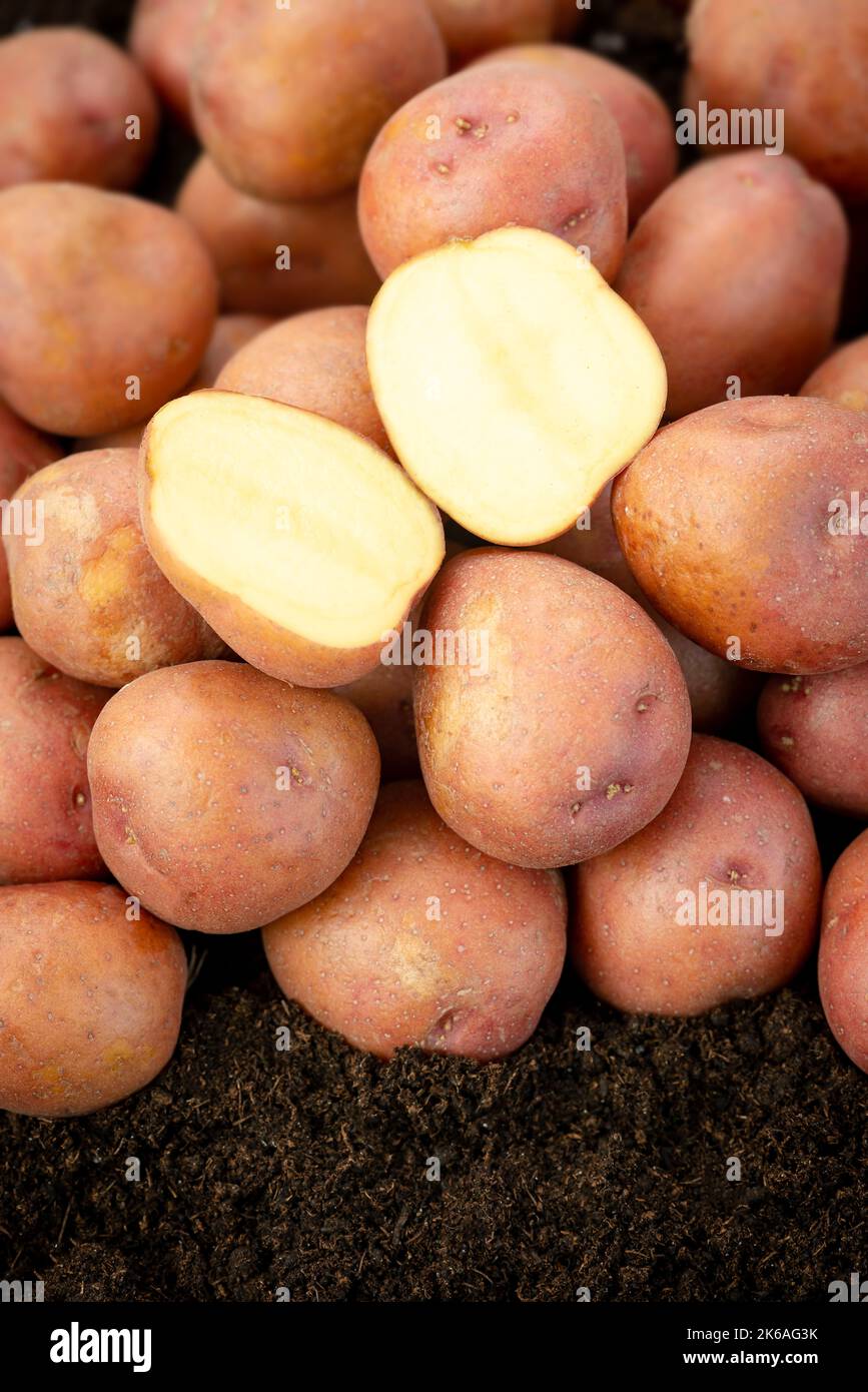 Red potatoes organic new group crop soil produce harvest pile heap ...