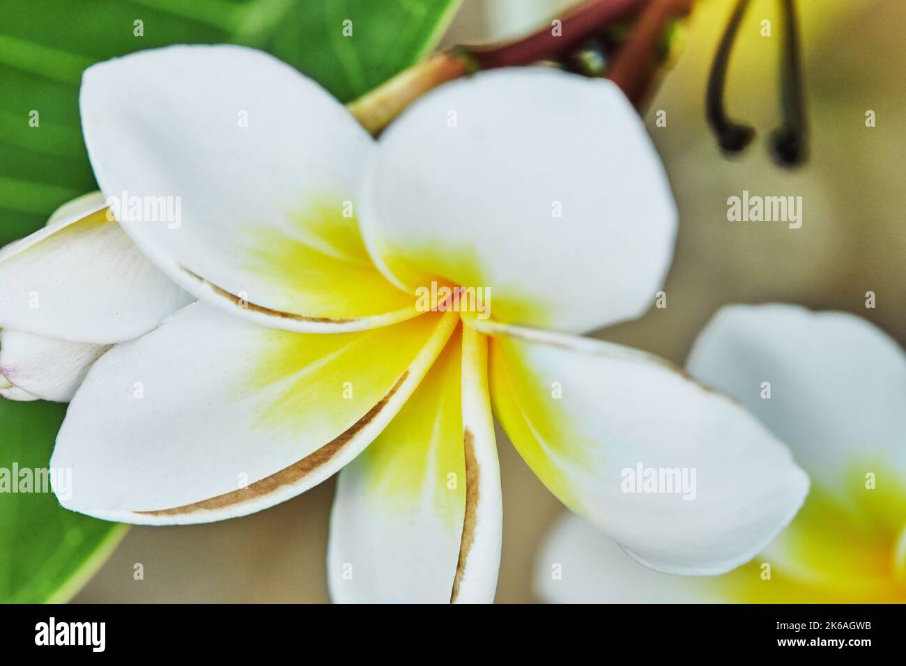 Flowering plant Sacuanjoche or Plumeria rubra beauty of tropical flora ...