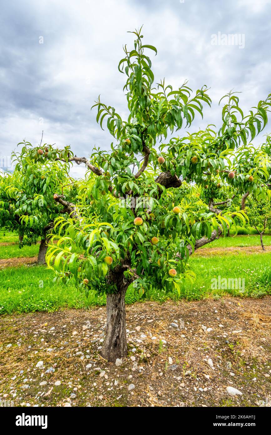 Peach Trees in an Orchard near Osoyoos in the Okanagen Region, British ...
