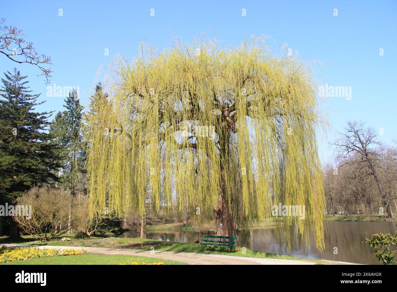 The True weeping willow (Salix babylonica) is a plant from the kind of ...