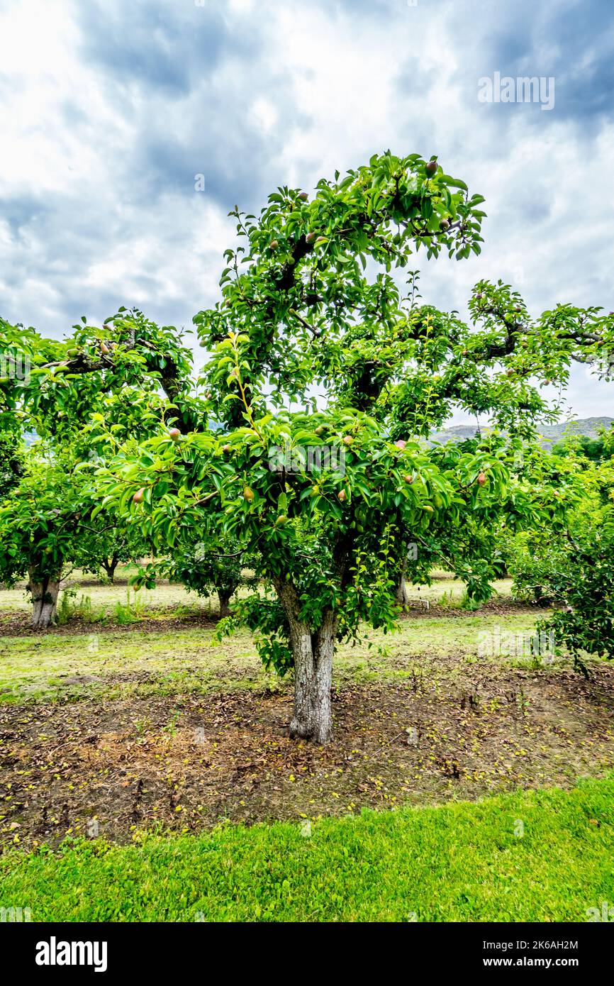 Okanagen fruit hi-res stock photography and images - Alamy