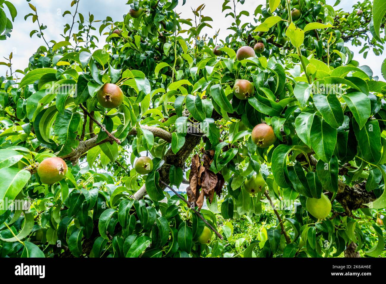 Close up of Pears in a Tree of an Orchard near Osoyoos in the Okanagen ...