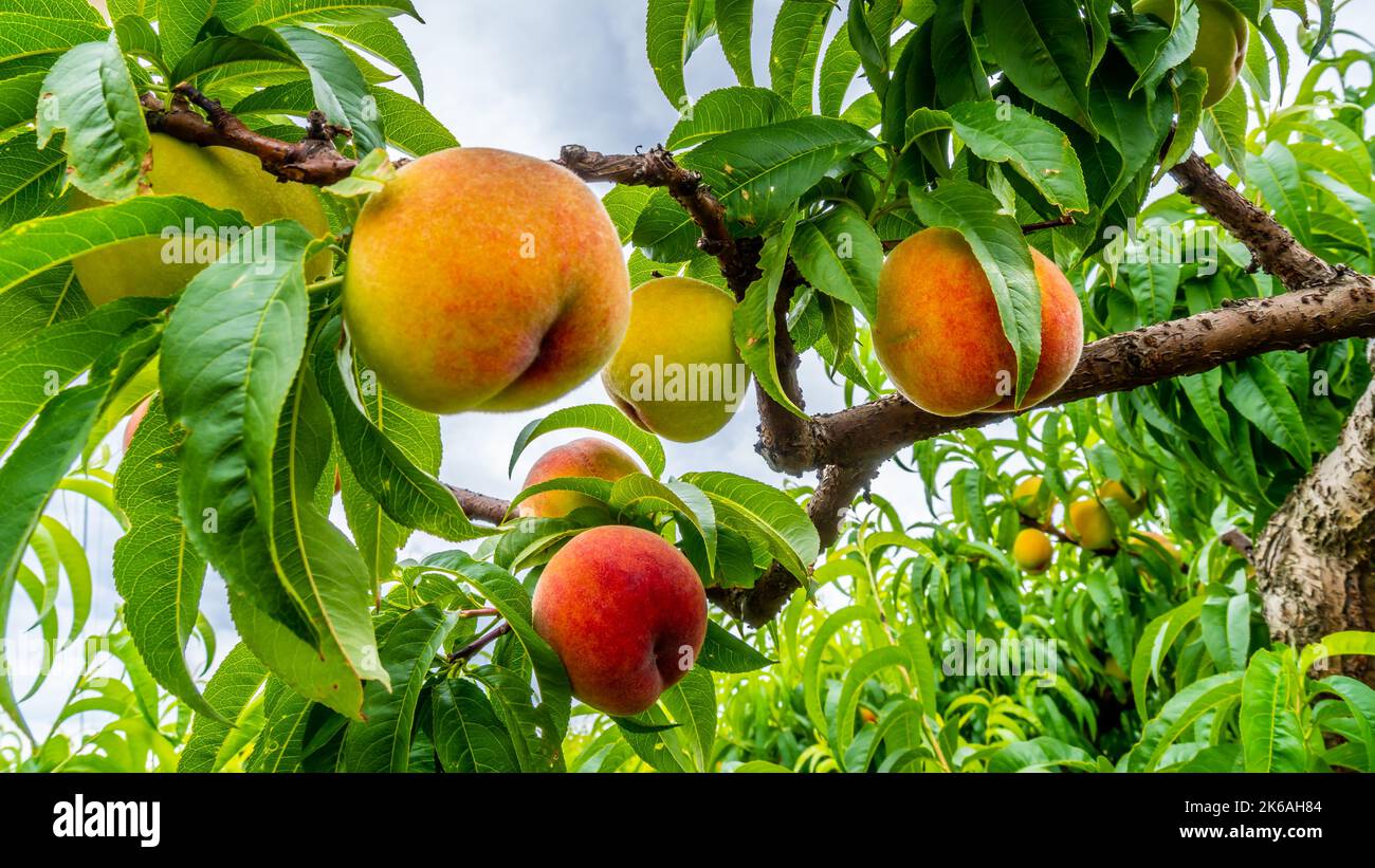 Fussy peach hi-res stock photography and images - Alamy