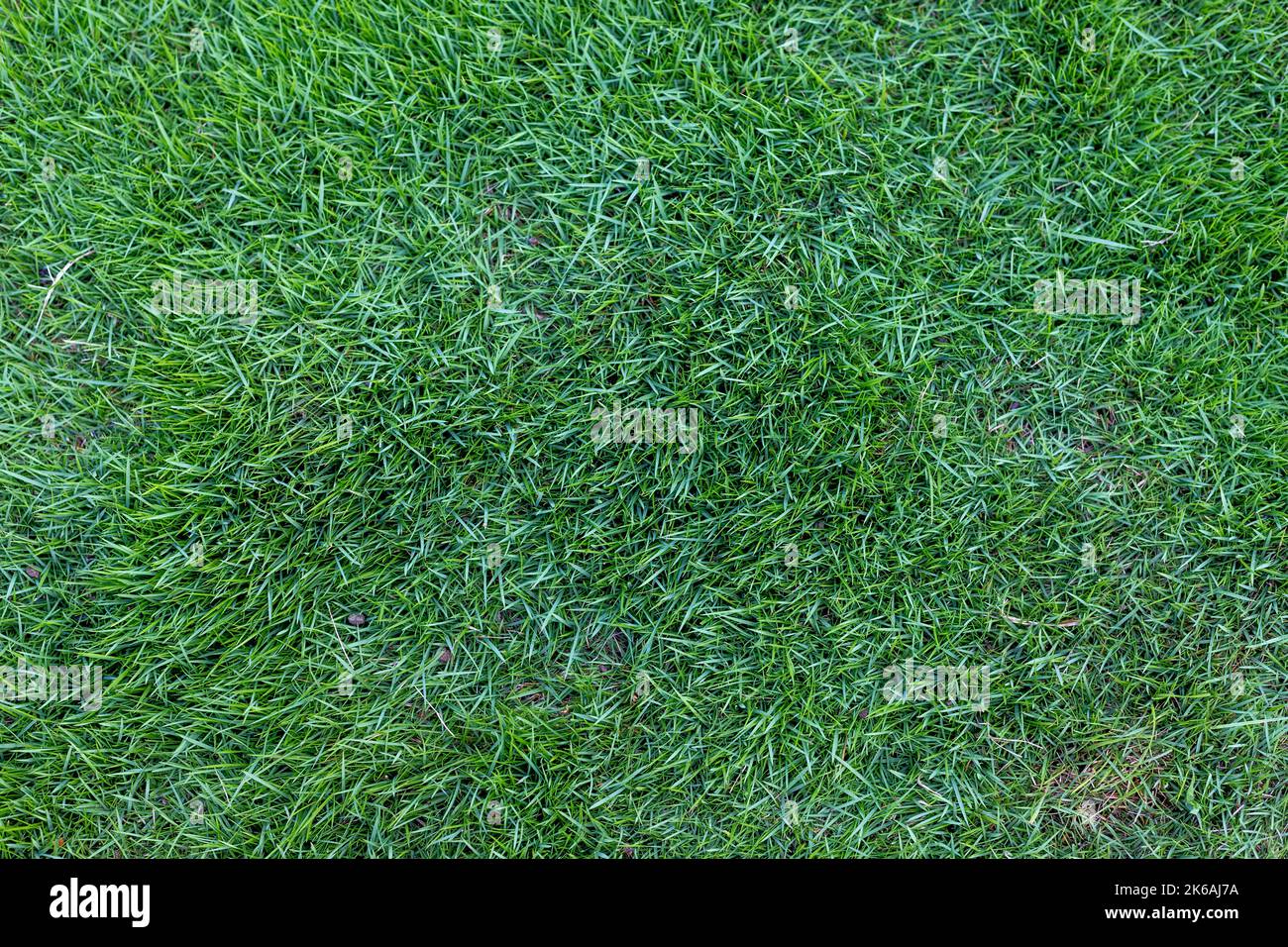 Green grass texture background Top view of bright grass garden Idea ...