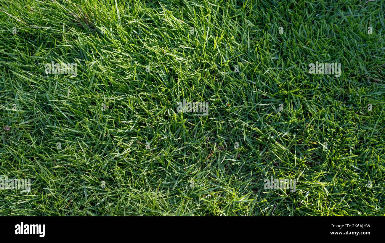 Green grass cutting lawn hi-res stock photography and images - Alamy