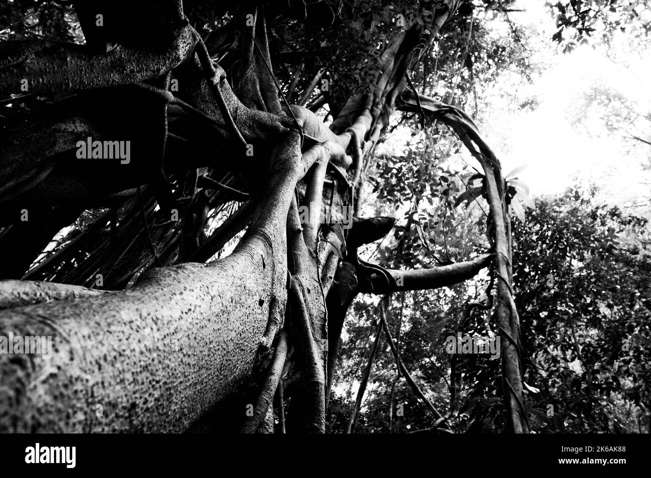 The branches of an old, tall tree, grayscale, low angle Stock Photo - Alamy