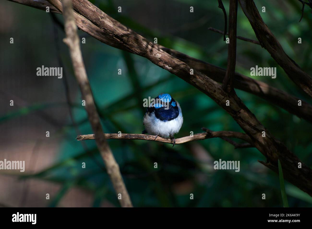 Blue capped wren hi-res stock photography and images - Alamy