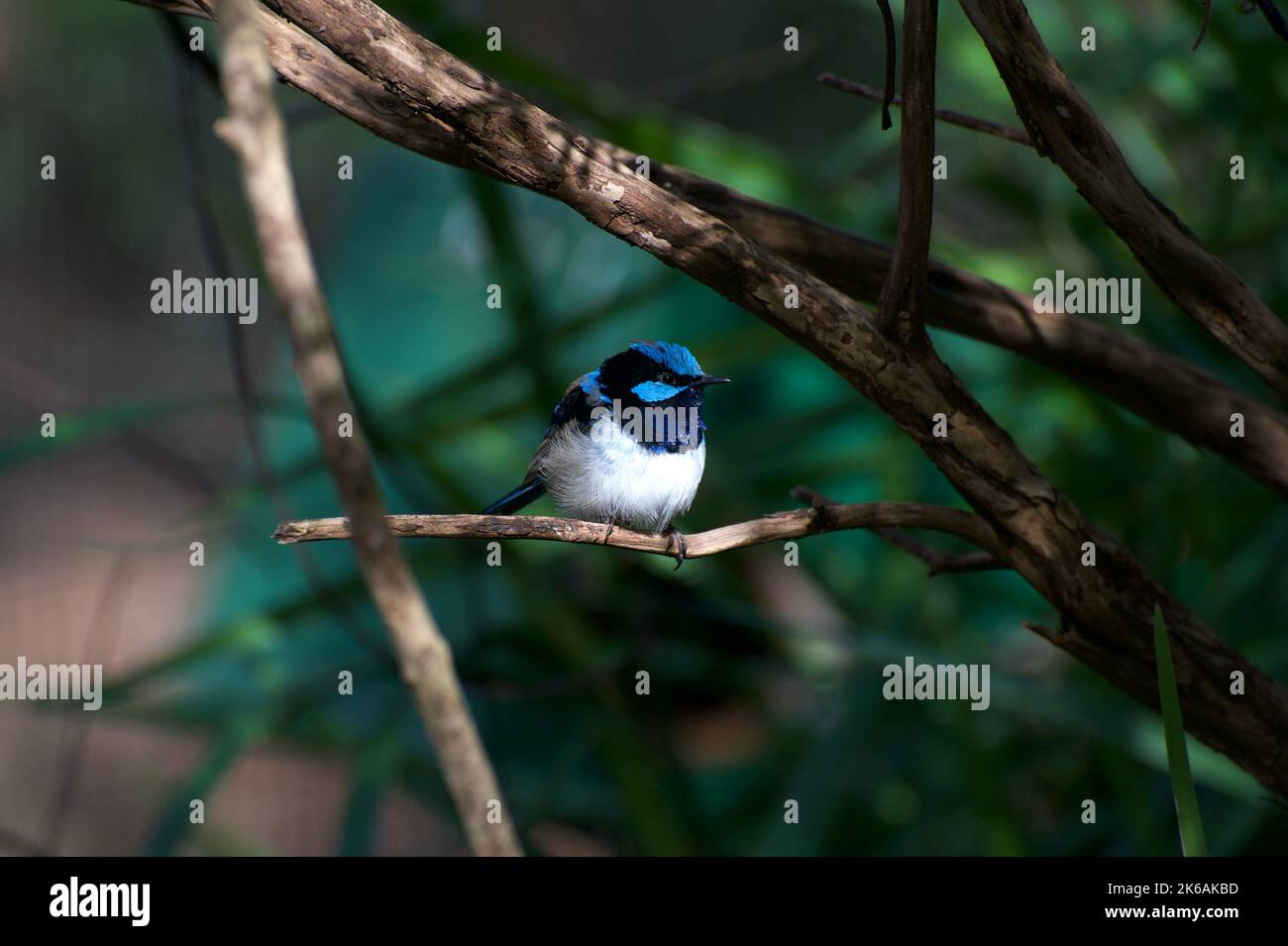 This tiny Superb Fairy Wren (Malurus Cyaneus) was very fluffy - so he ...