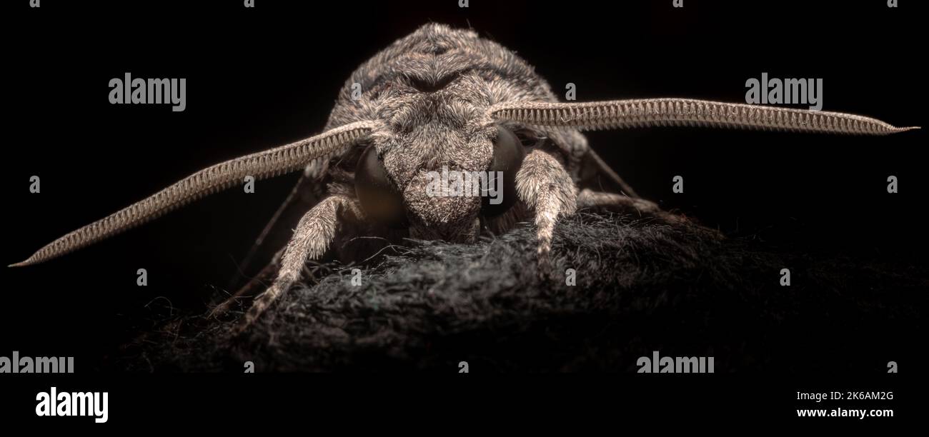 Endoxyla hi-res stock photography and images - Alamy