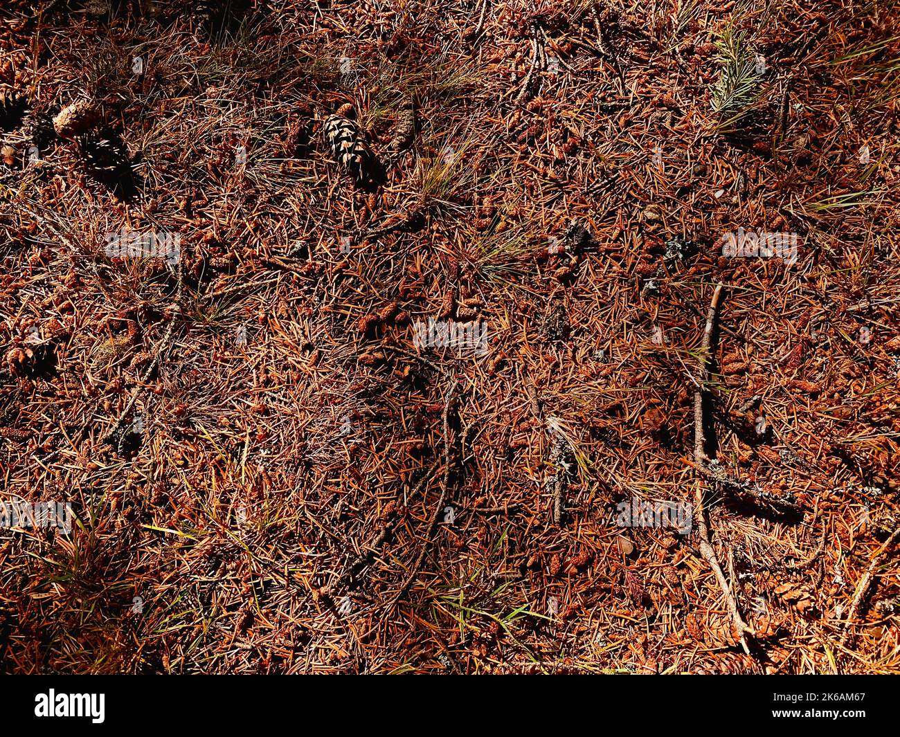 a pine tree needles fall season groundcover autumn pinecones seeds ...