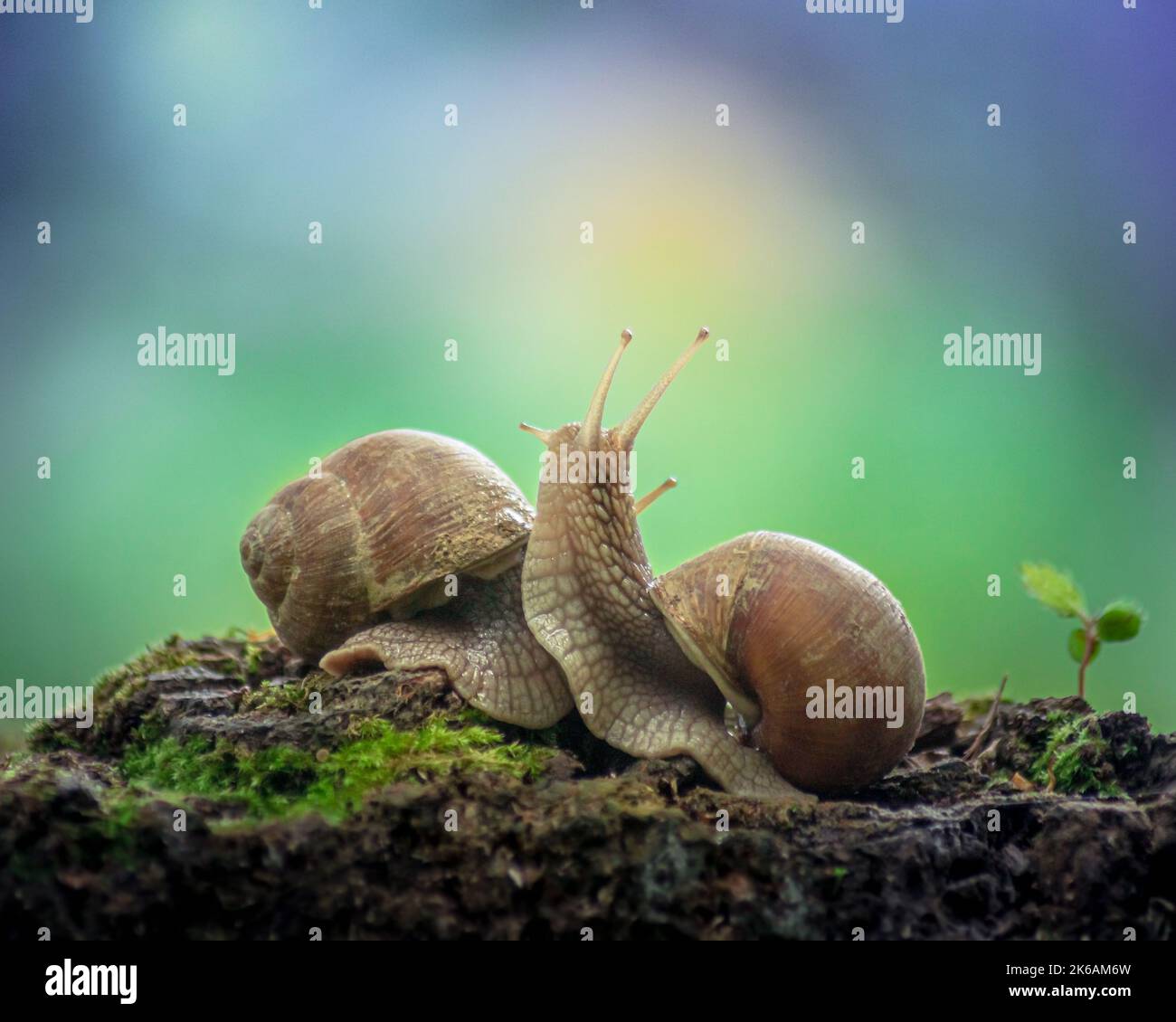 A beautiful couple of snails on the tree stump - great for a wallpaper ...