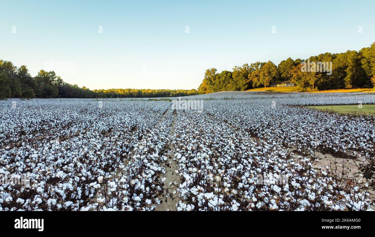 An aerial view of cotton field surrounded by dense trees Stock Photo ...