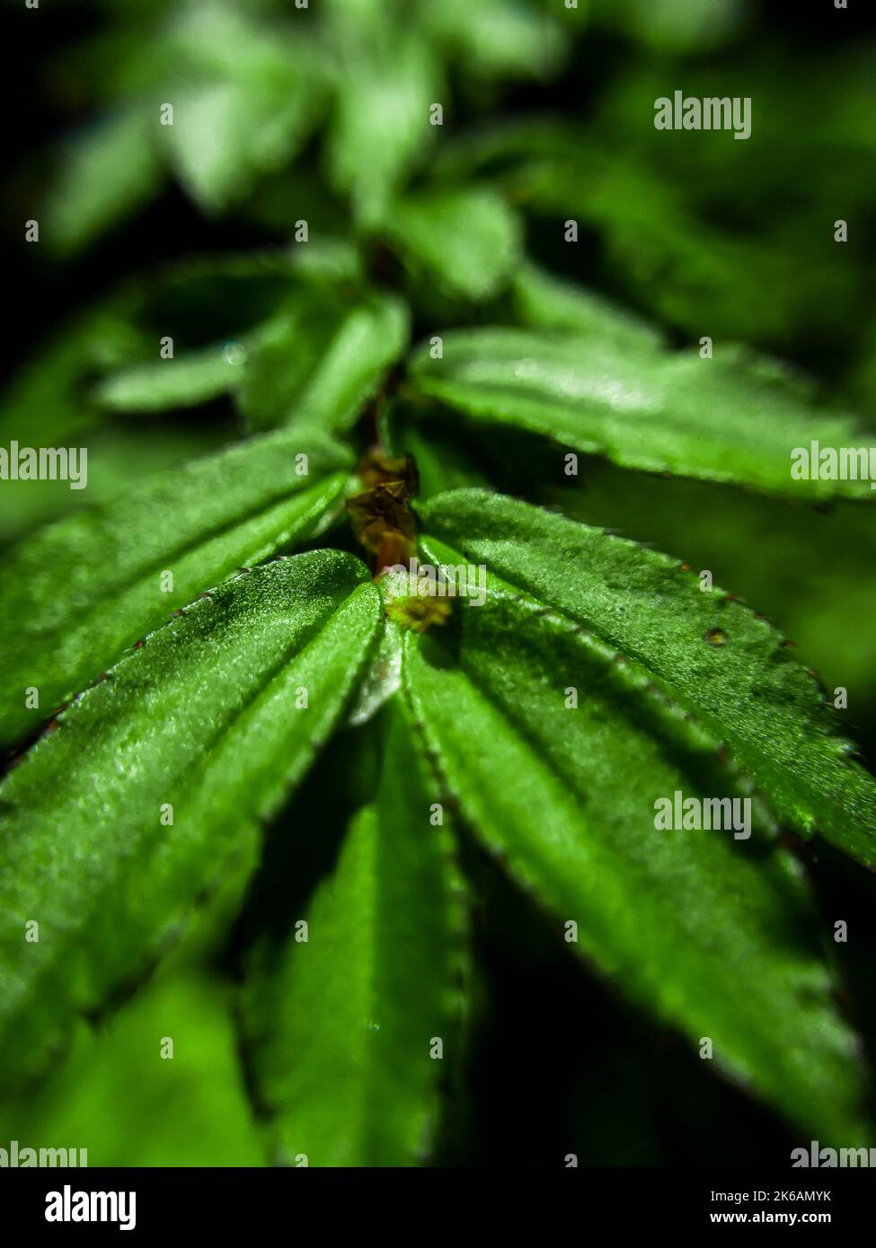 tropical leaves, abstract green leaves texture, nature background Stock ...