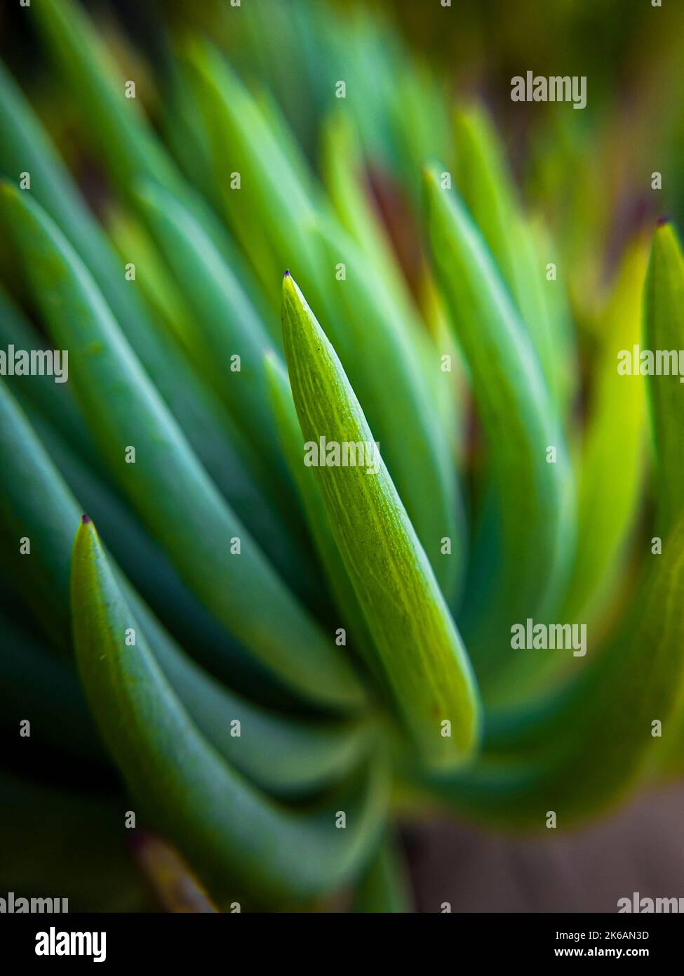 Senecio serpens Blue Chalksticks succulent native to South Africa ...