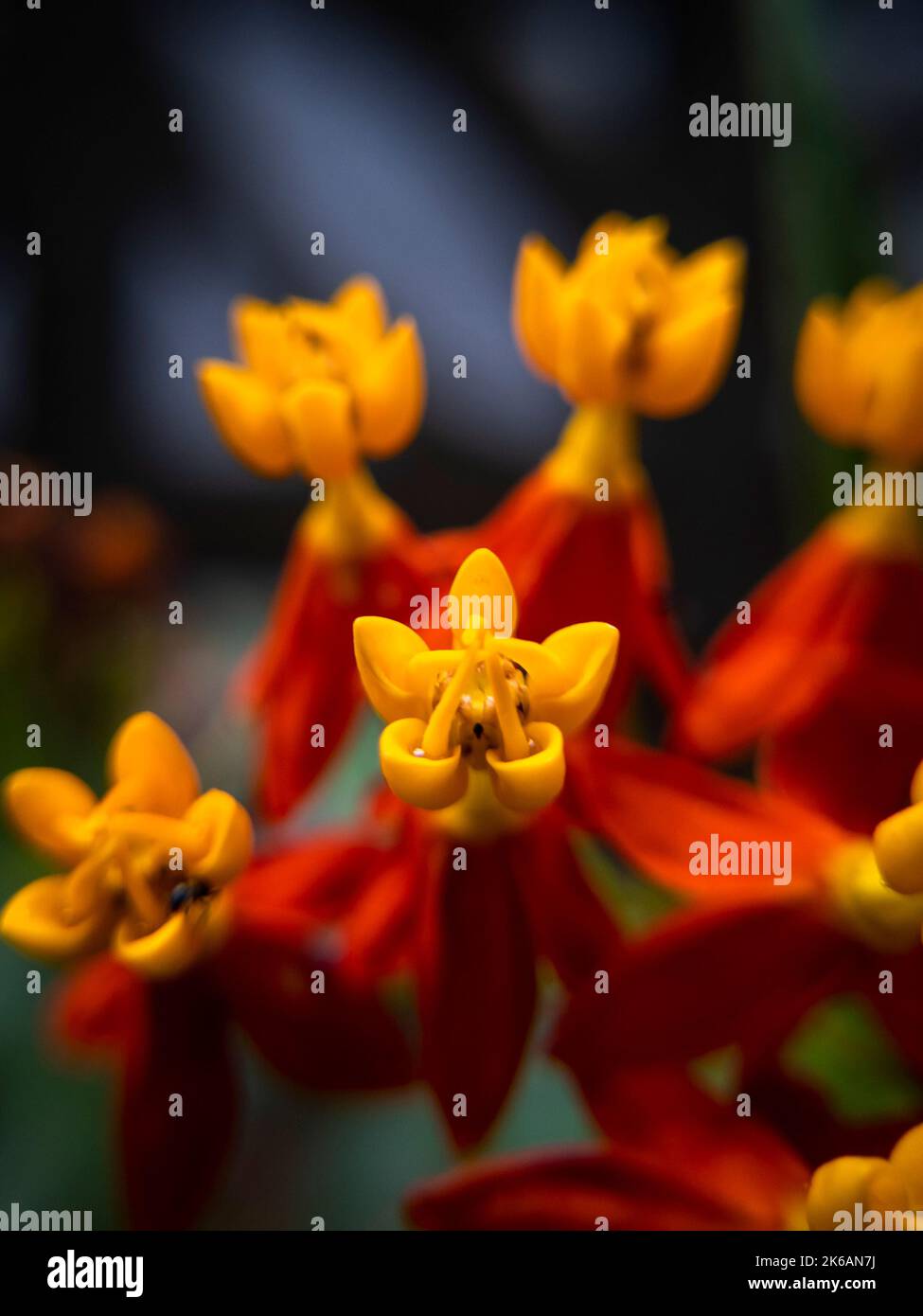 Asclepias curassavica, commonly known as tropical milkweed, blood ...