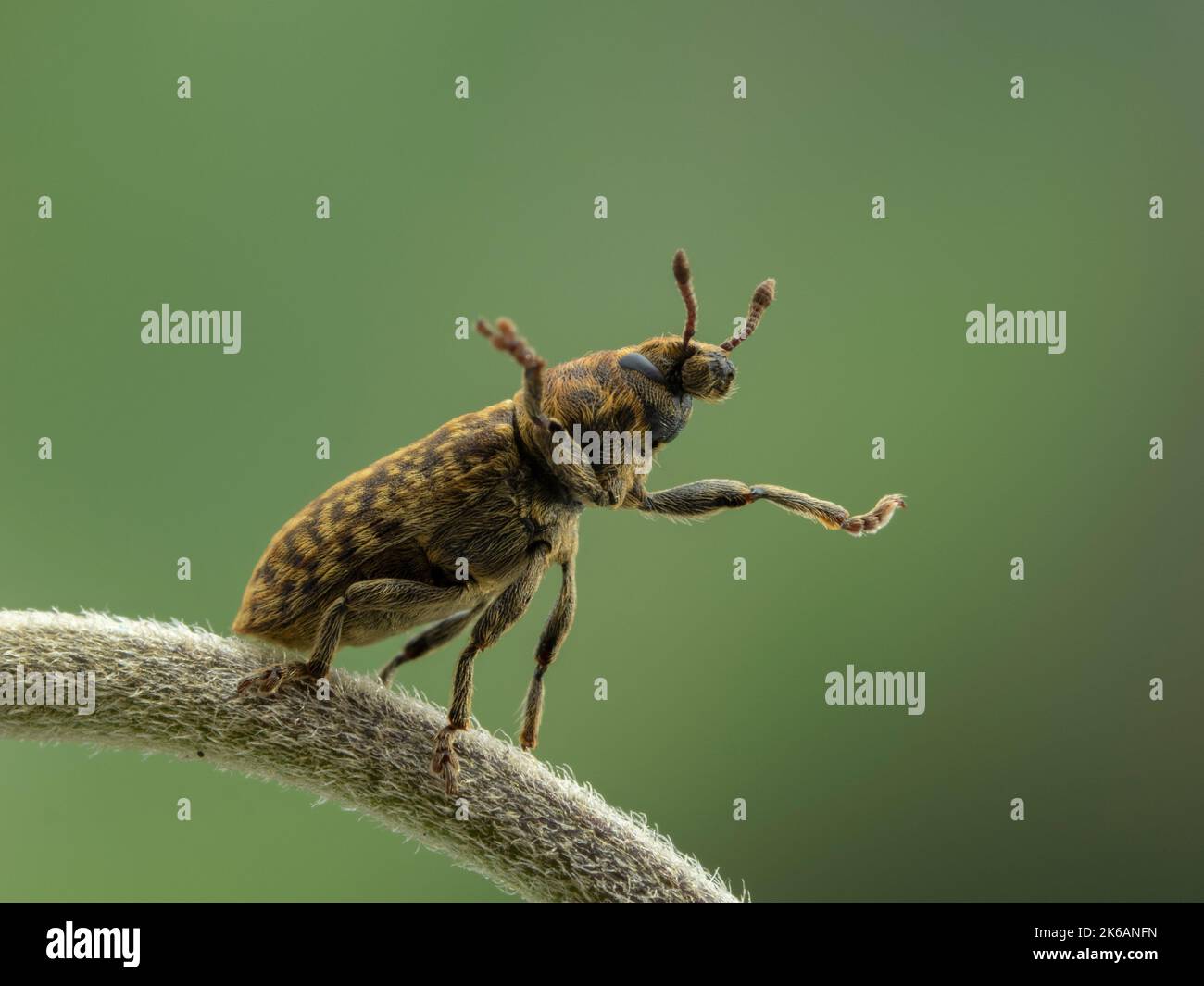 Cute, fat weevil (Rhinocyllus conicus) rearing up on its hind legs ...