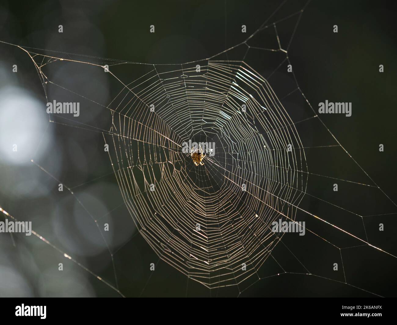 Female European garden spider or cross orb weaver spider, Araneus ...