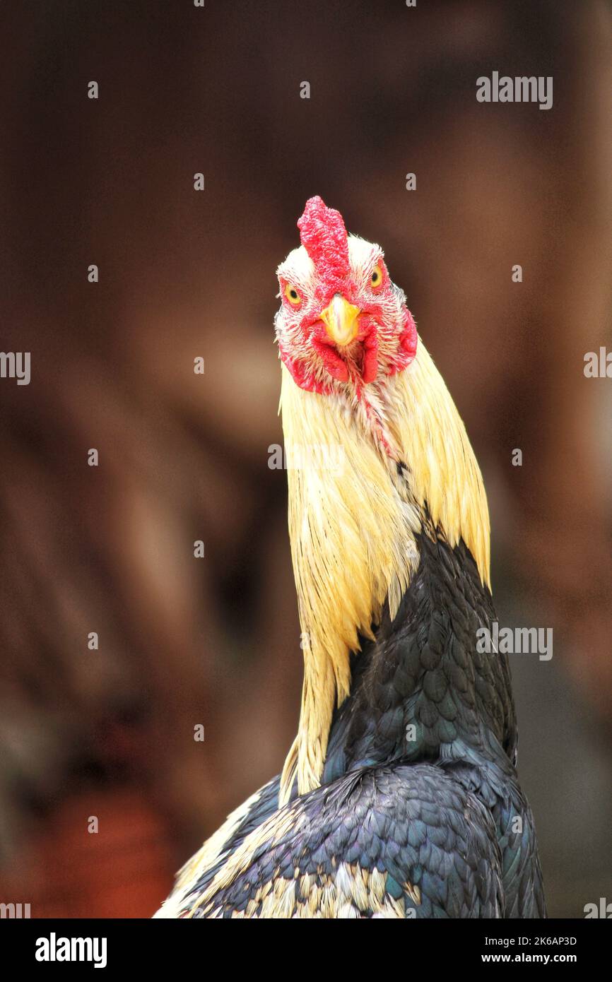 Angry rooster hi-res stock photography and images - Alamy