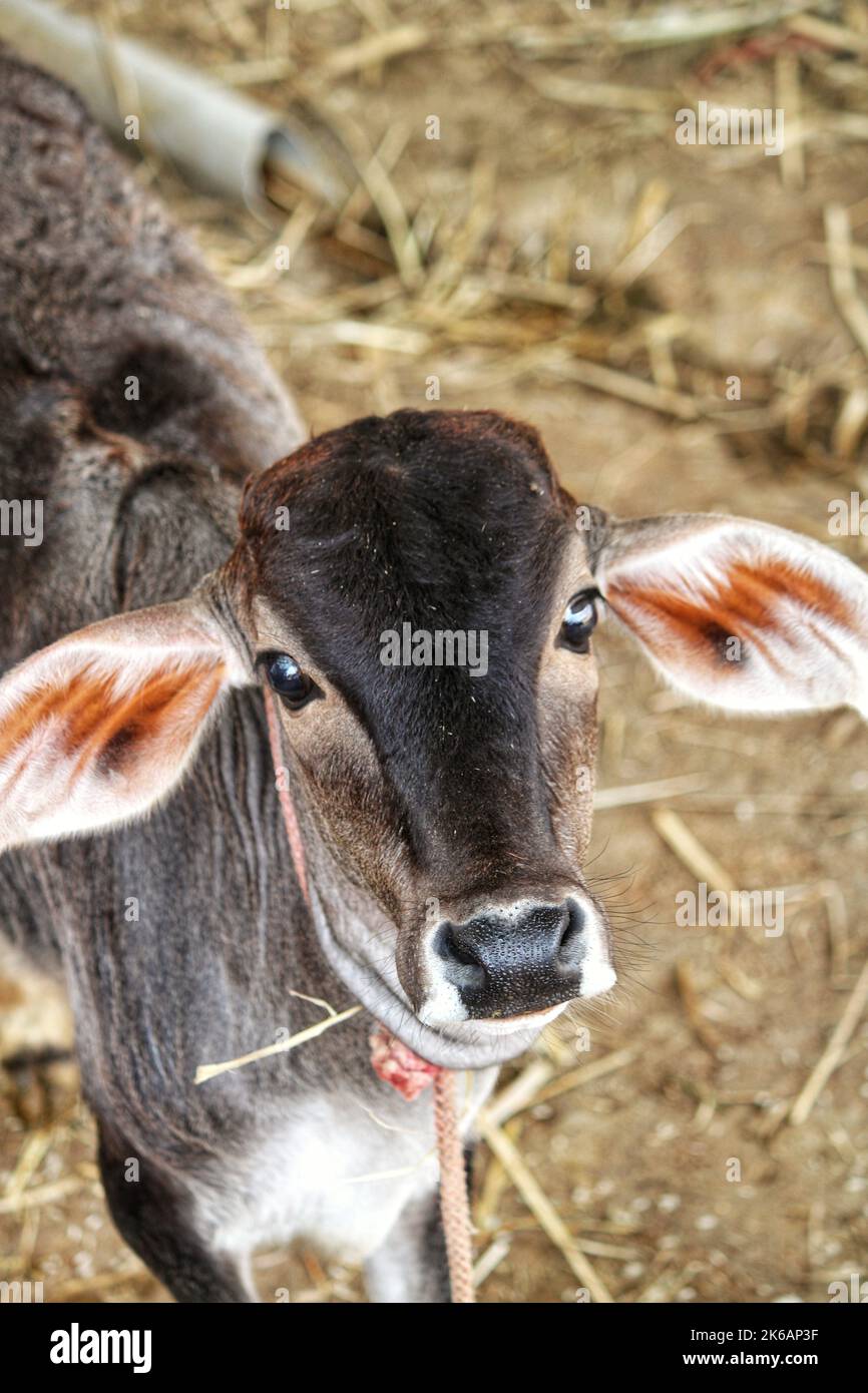 A vertical portrait of a cute calf Stock Photo - Alamy