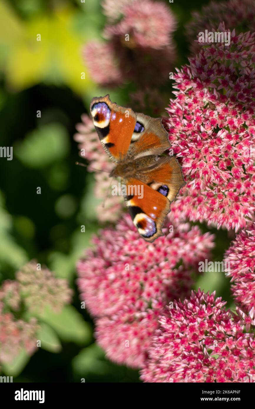 A peacock butterfly is eating on a pink Sedum flower - Hare cabbage. A ...