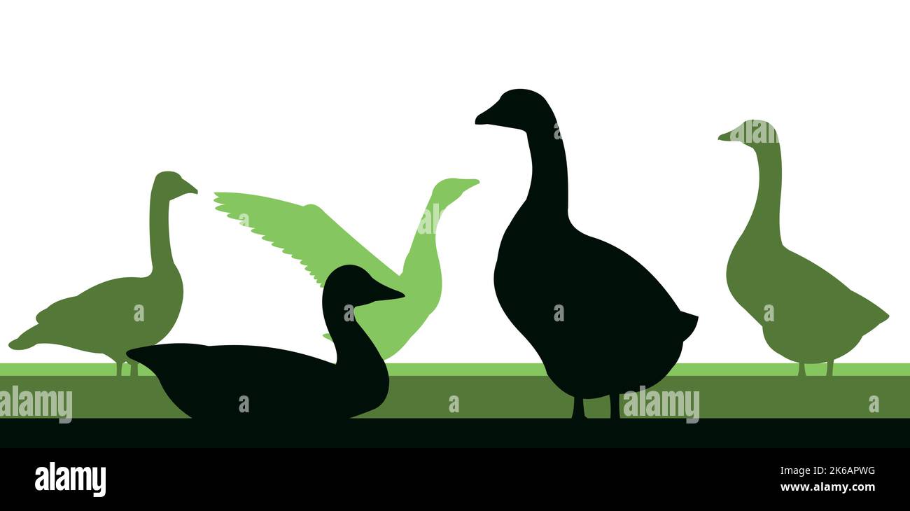 Geese grazing. Scenery silhouette. Agricultural farm bird. Object ...