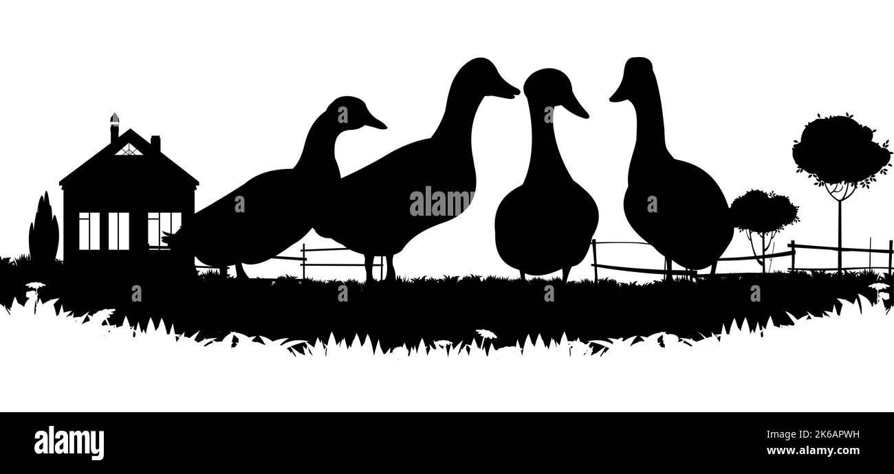 Ducks graze in pasture. Picture silhouette. Farm pets. Domestic poultry ...